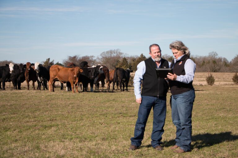Manage Your Cattle - CattleMax