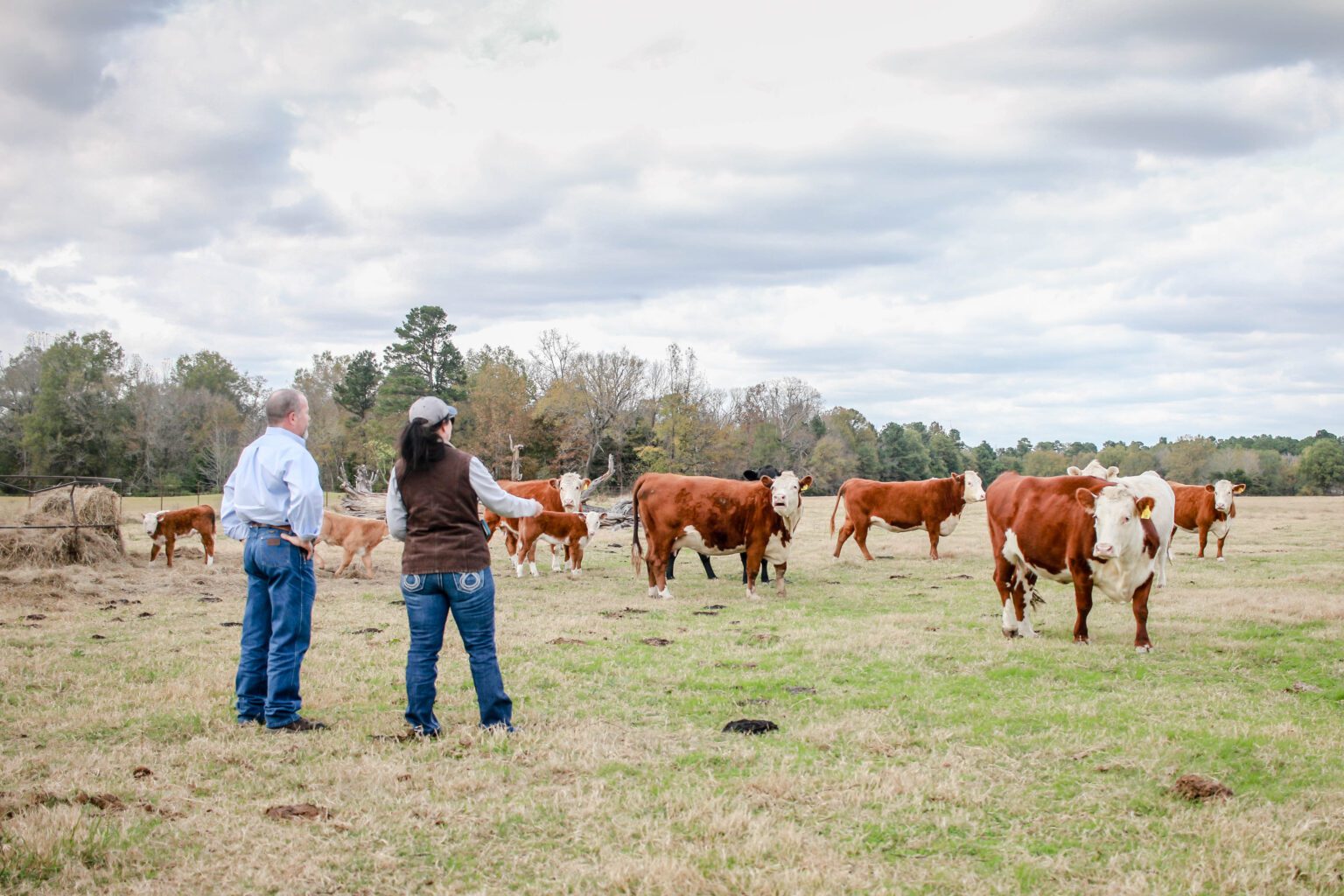 Manage your Ranch - CattleMax