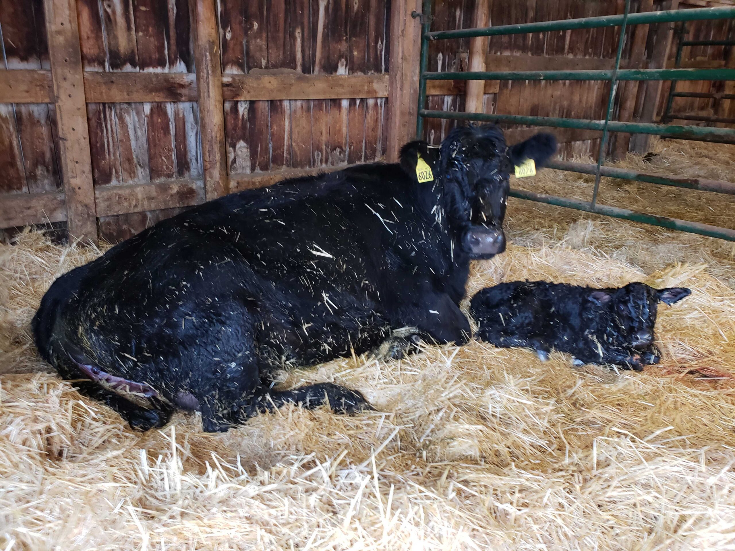 Calving Cattlemax
