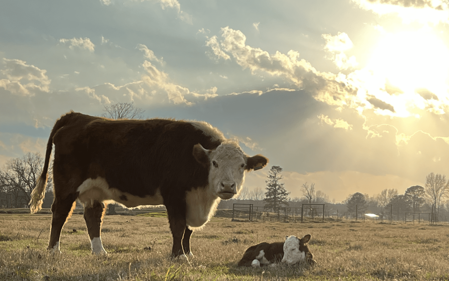 Record Keeping for Registered Cattle - CattleMax