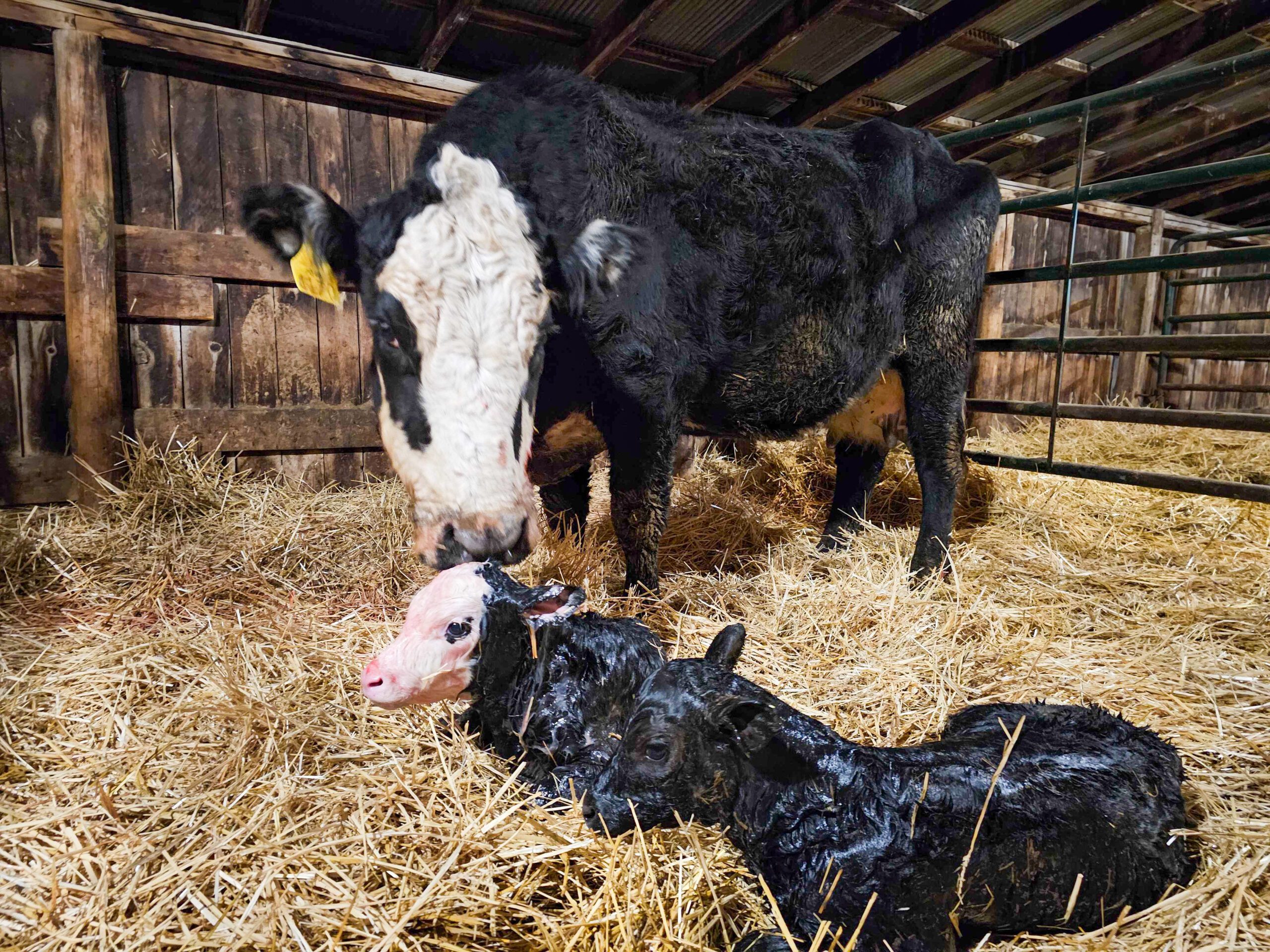 CattleMax Calving Kit - CattleMax
