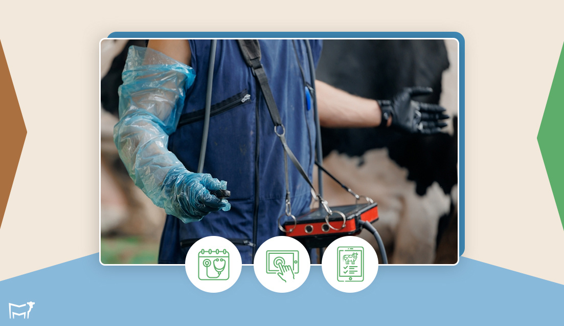 5 Essential Areas to Focus on During Cattle Pregnancy - CattleMax