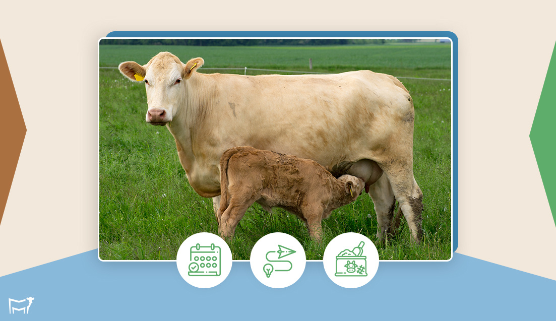 Understanding Cattle Gestation: A Comprehensive Guide for Ranchers ...