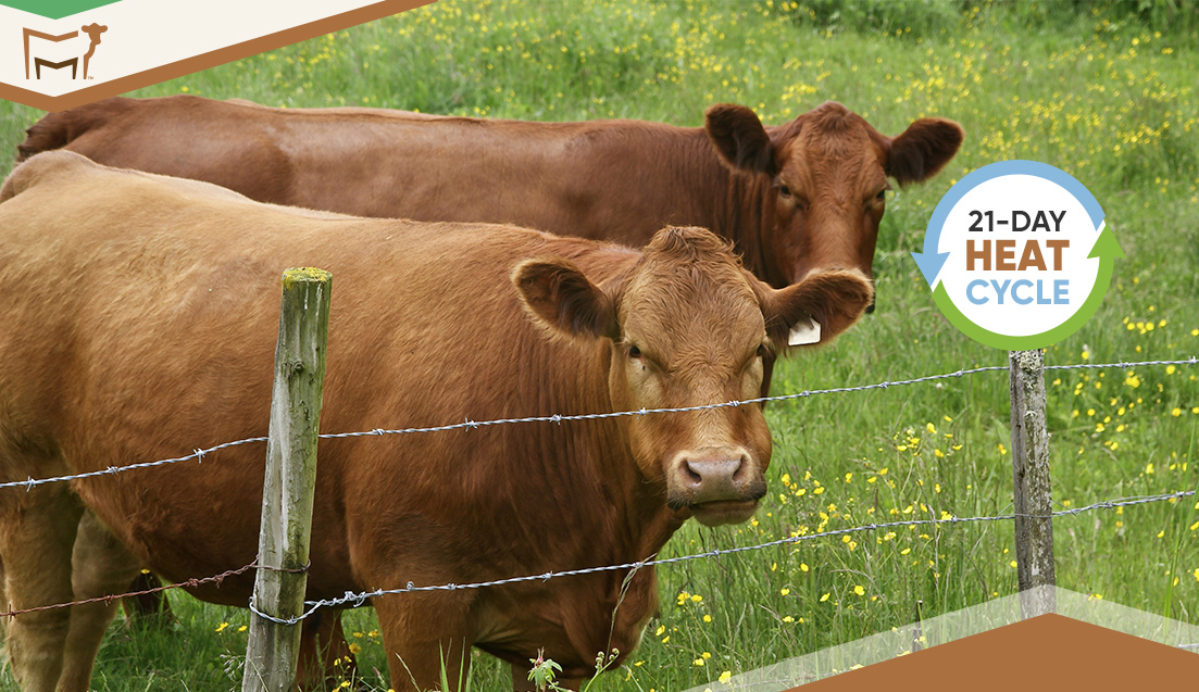 Cattle Heat 101 The 21 Day Cycle That Drives Your Ranchs Success Cattlemax