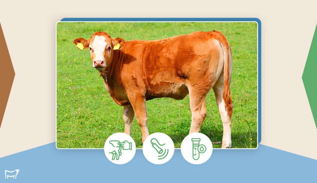 Expert Guide: Mastering Cattle Pregnancy Checks for Maximum Herd Productivity - CattleMax