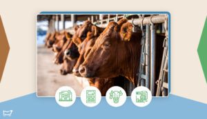 Understanding Cattle Gestation: A Comprehensive Guide for Ranchers - CattleMax