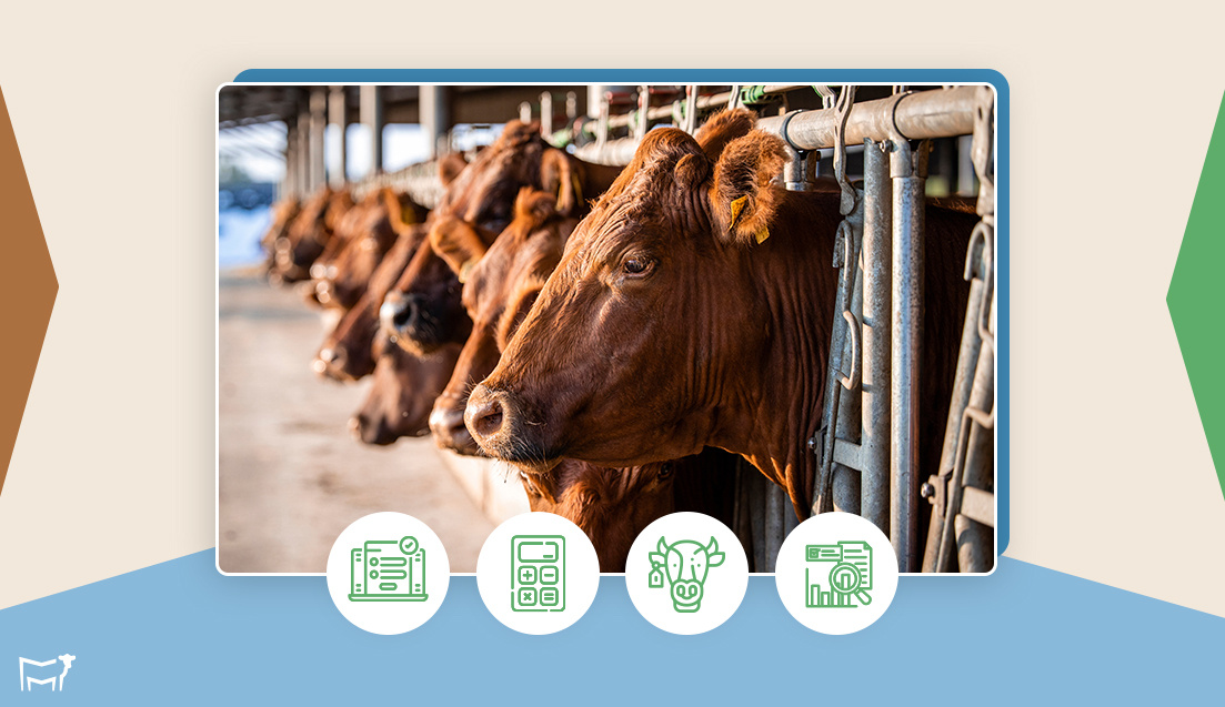 Understanding Cattle Gestation: A Comprehensive Guide for Ranchers - CattleMax