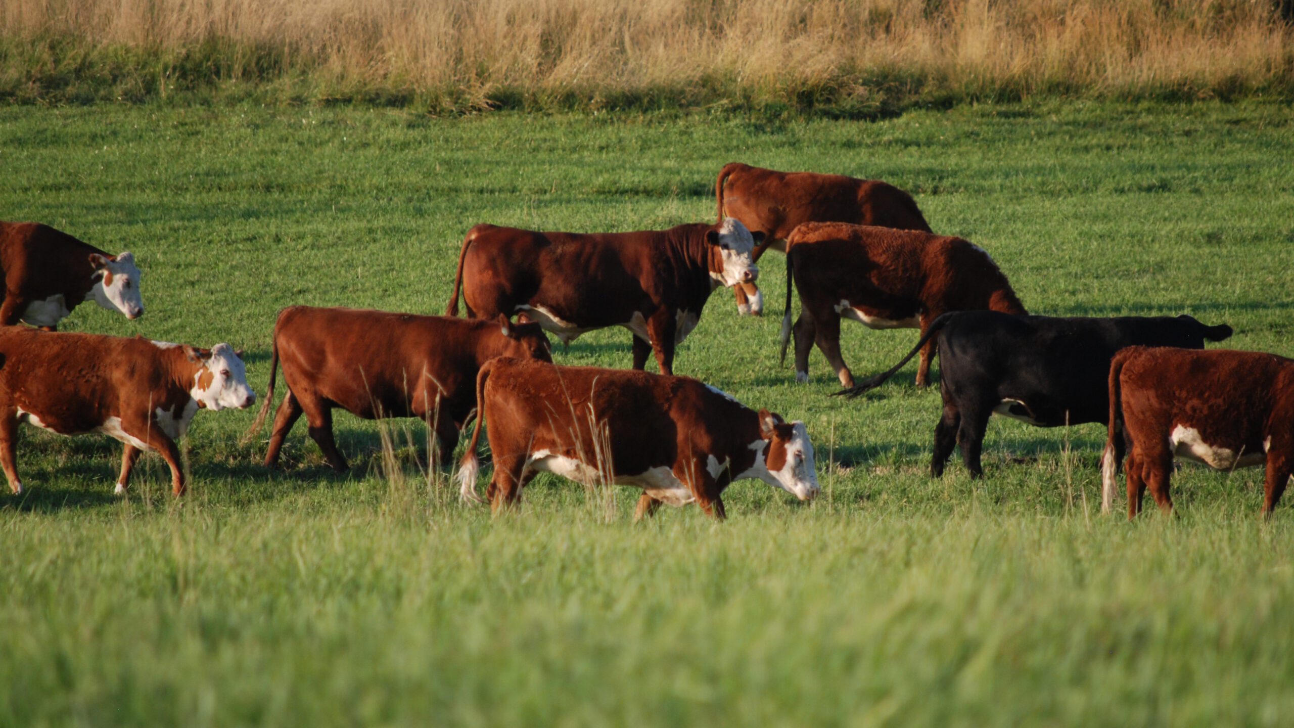 Legacy Verified - CattleMax