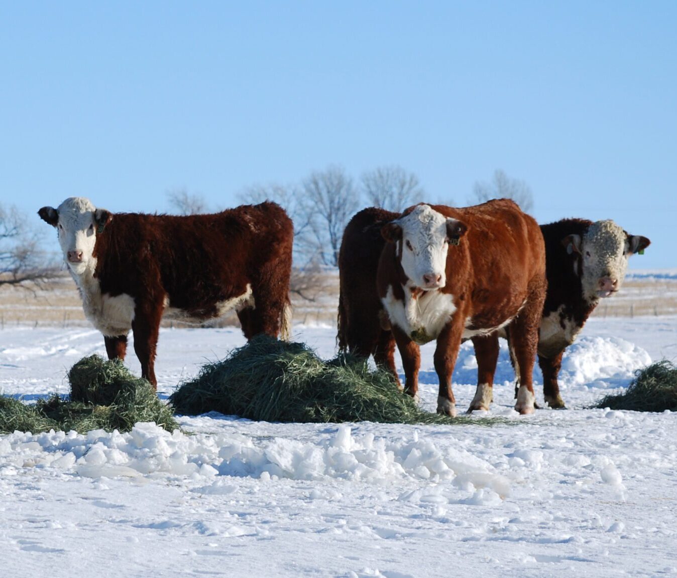 Cattle Calculators - CattleMax