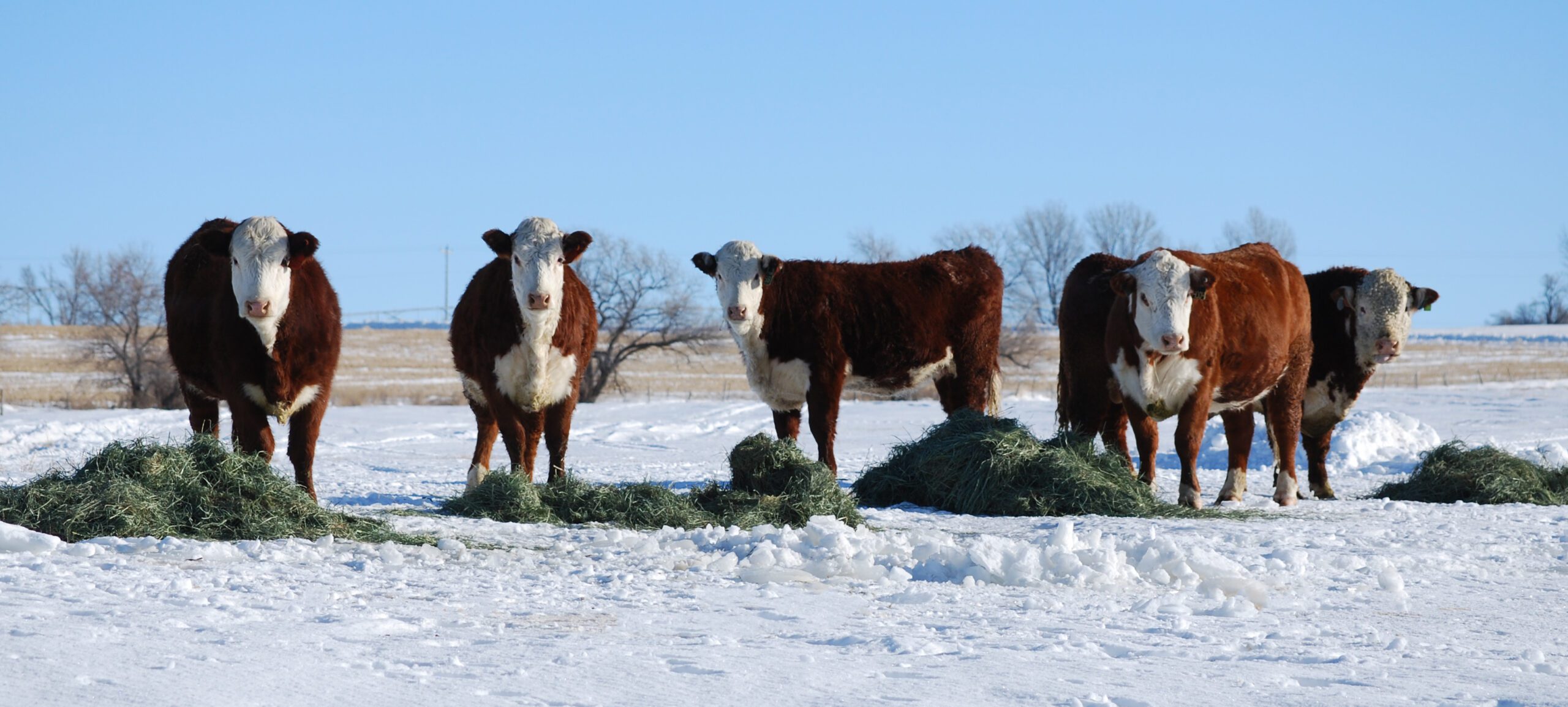 Cattle Calculators - CattleMax