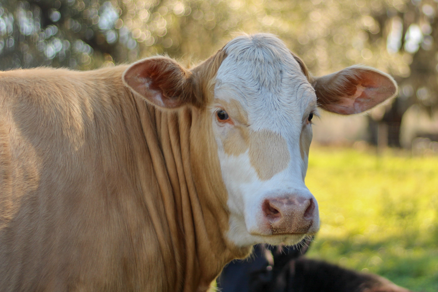 Partners - CattleMax