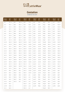 Cattle Gestation Calculator