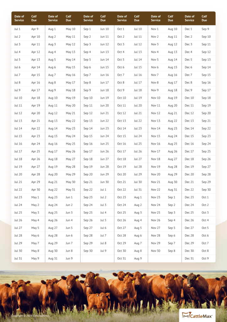 Cattle Gestation Calculator