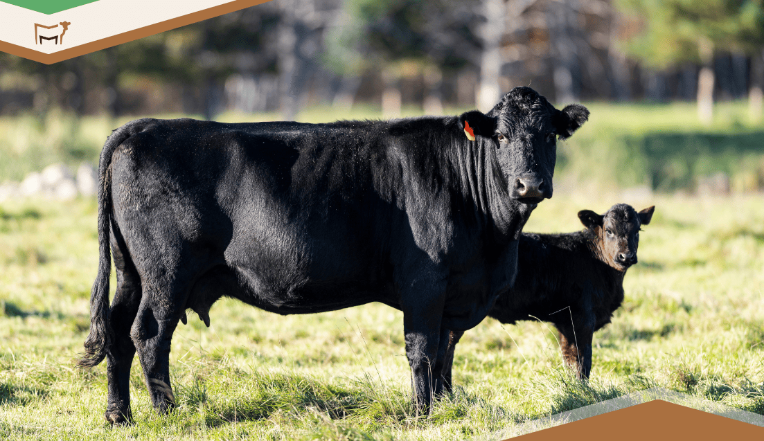 Breed Guide: The Advantage and Characteristics of Angus Cattle - CattleMax