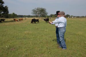 Breed Guide: The Advantage and Characteristics of Angus Cattle - CattleMax
