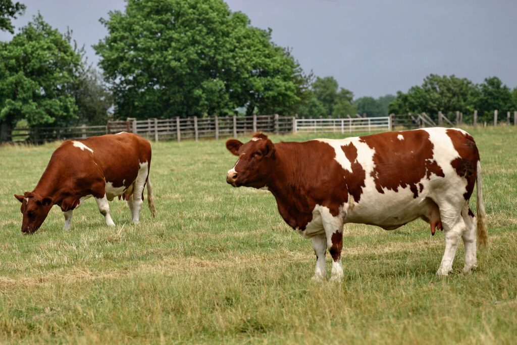 Top 10 Cattle Breeds for Maximizing Profitability - CattleMax