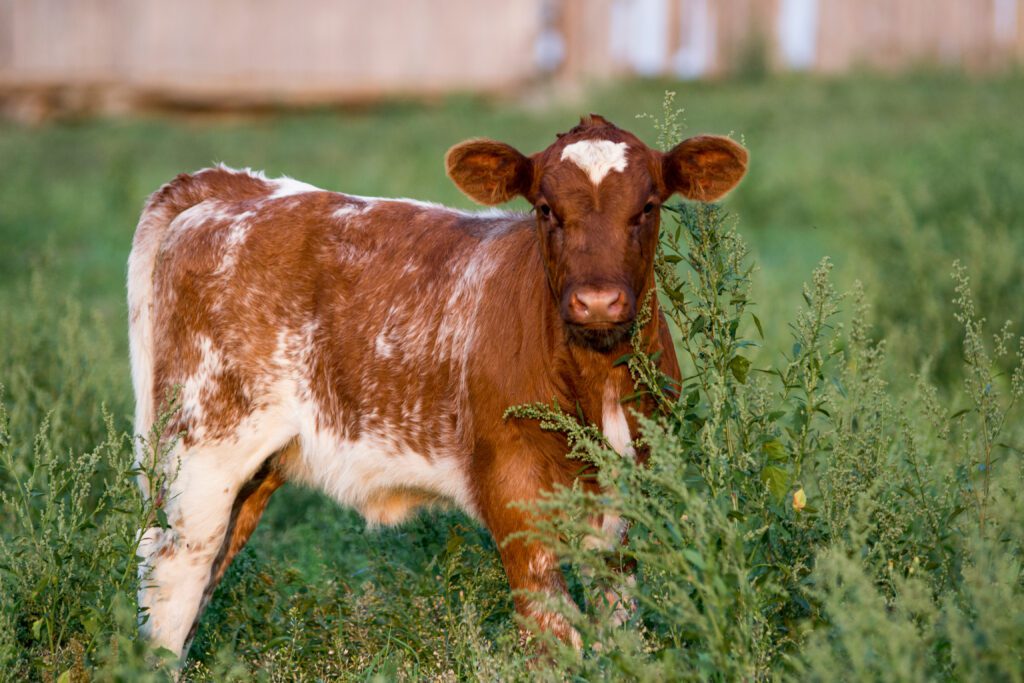 Top 10 Cattle Breeds for Maximizing Profitability - CattleMax