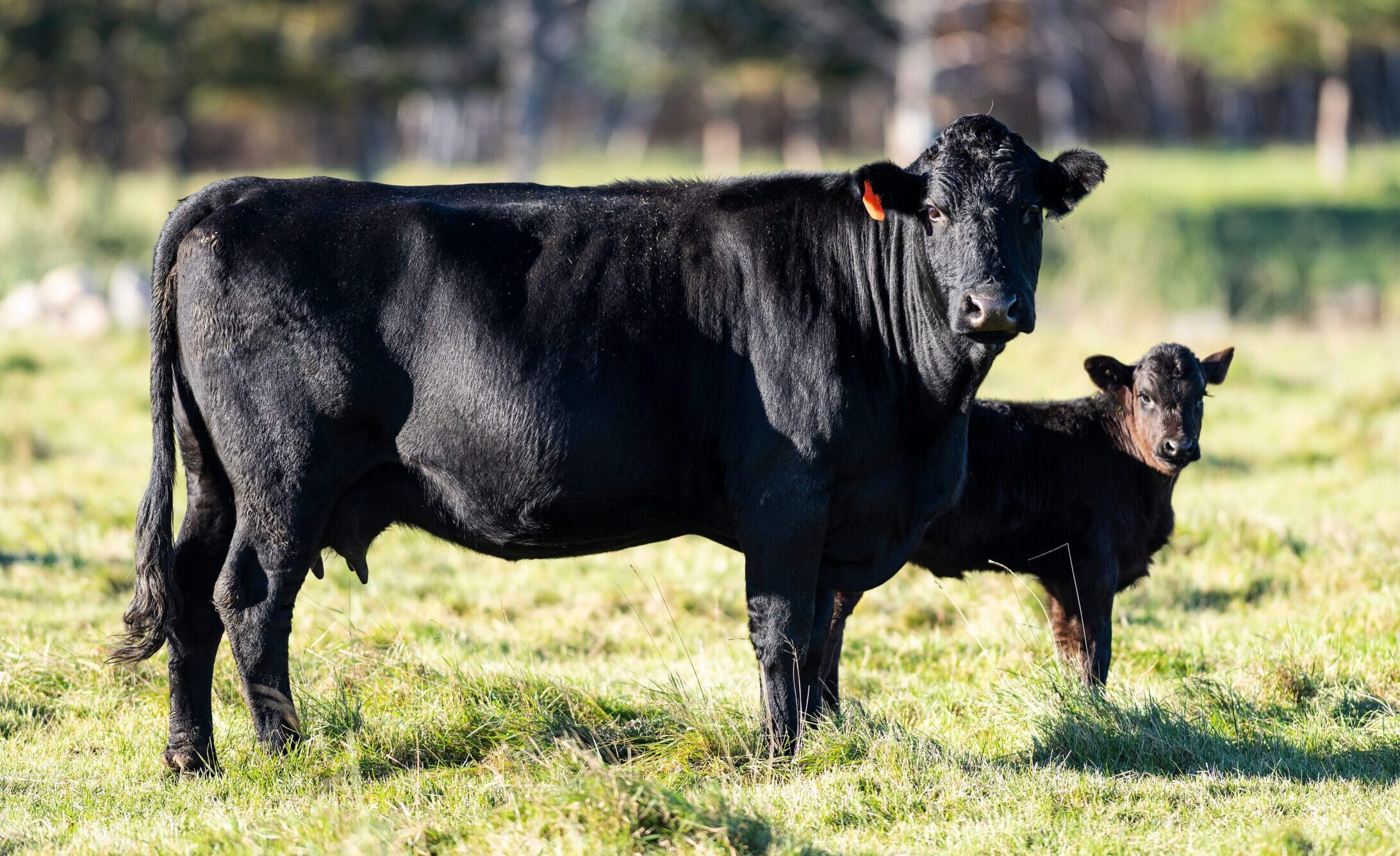 Breed Guide: The Advantage and Characteristics of Angus Cattle - CattleMax