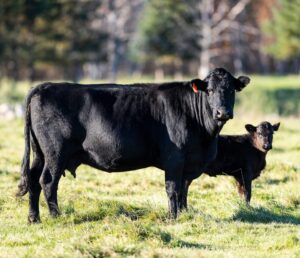 Breed Guide: The Advantage and Characteristics of Angus Cattle - CattleMax