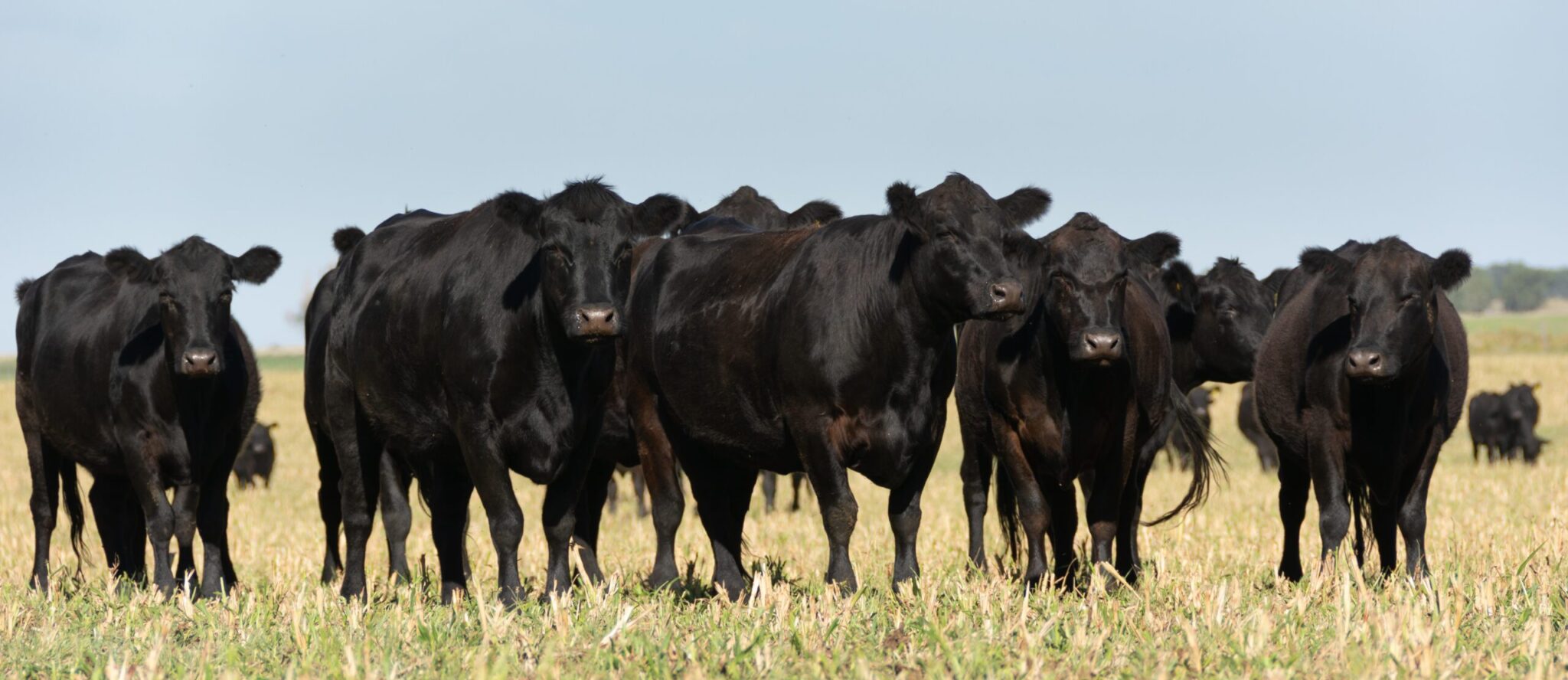 Breed Guide: The Advantage and Characteristics of Angus Cattle - CattleMax