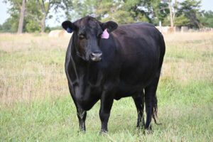 Top 10 Cattle Breeds for Maximizing Profitability - CattleMax
