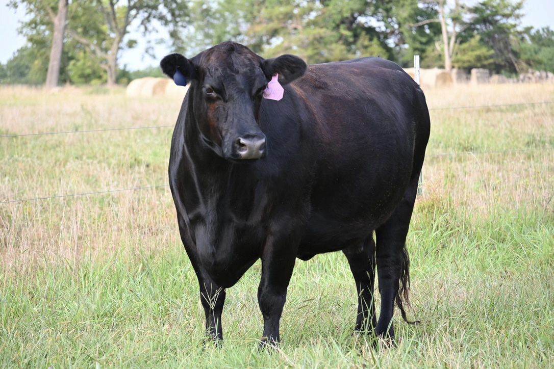 Top 10 Cattle Breeds for Maximizing Profitability - CattleMax