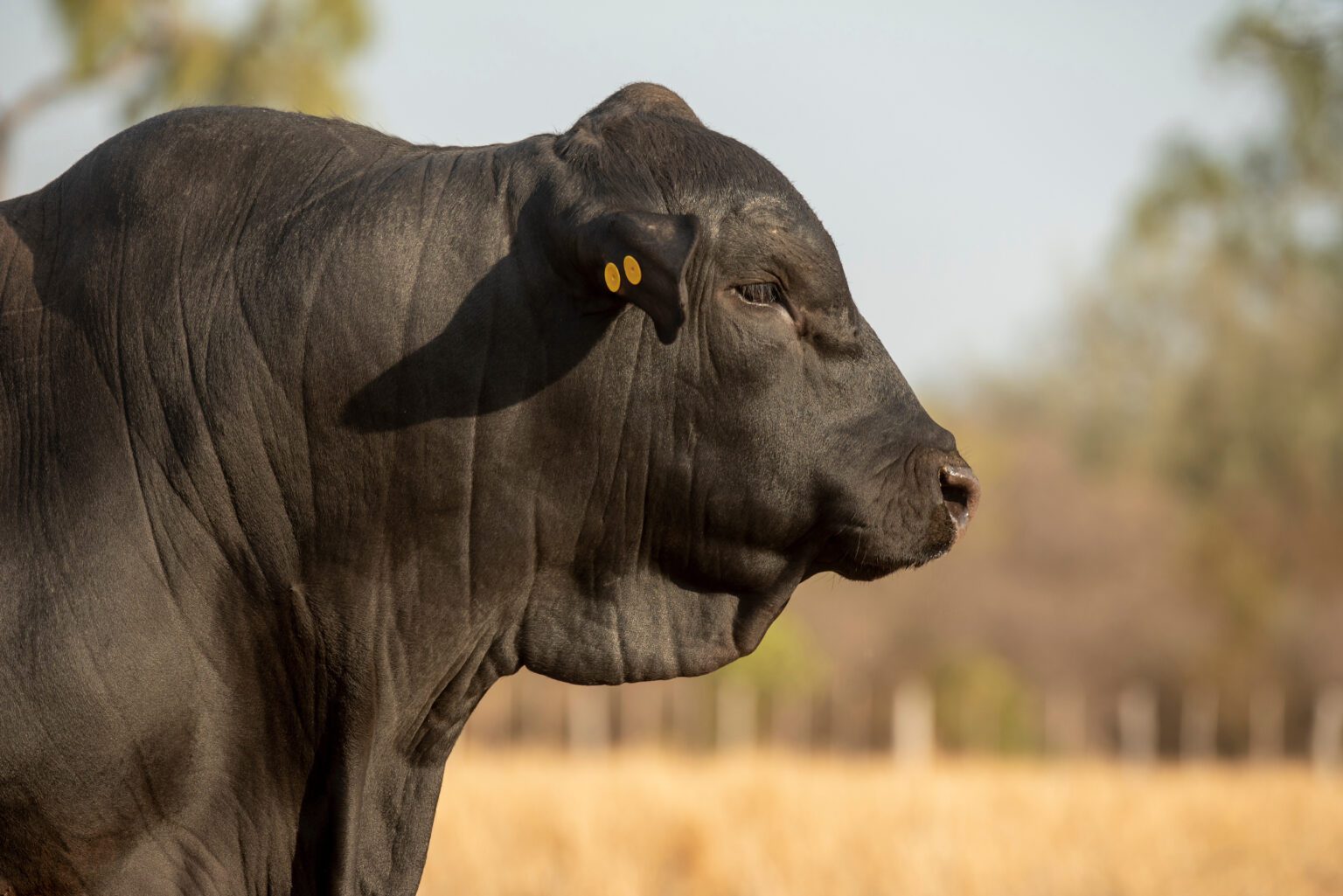 Top 10 Cattle Breeds for Maximizing Profitability - CattleMax