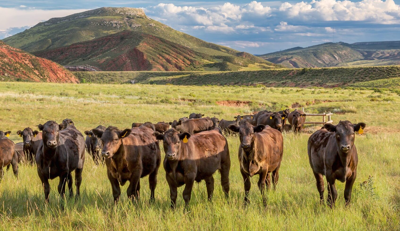 Top 10 Cattle Breeds for Maximizing Profitability - CattleMax