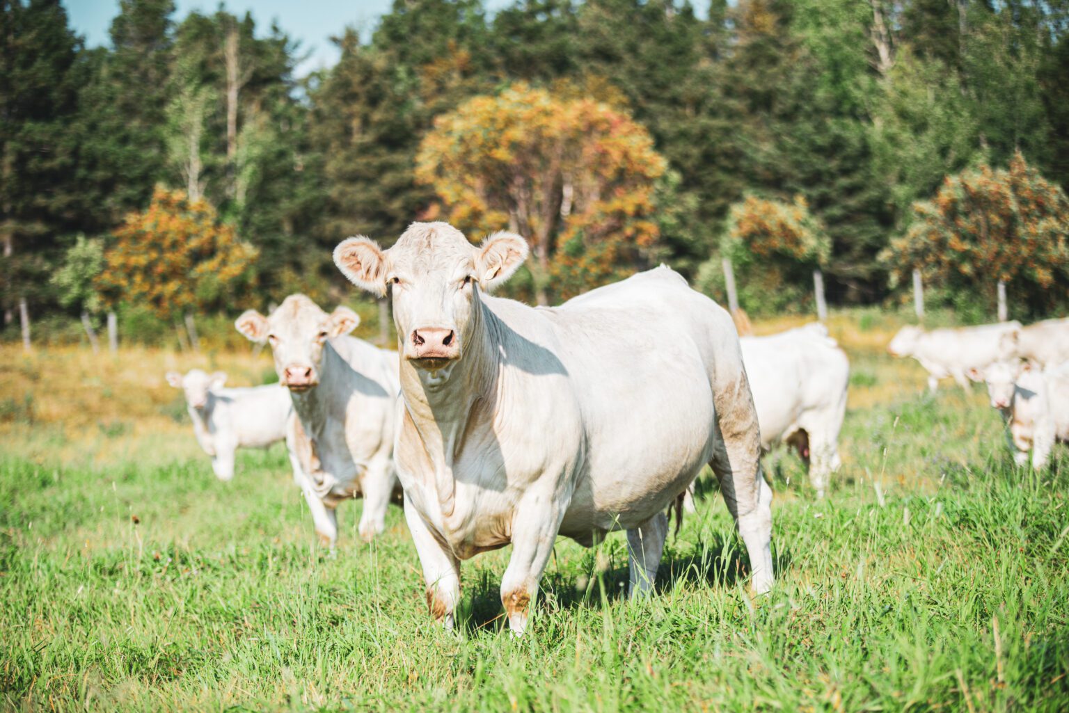 Top 10 Cattle Breeds for Maximizing Profitability - CattleMax
