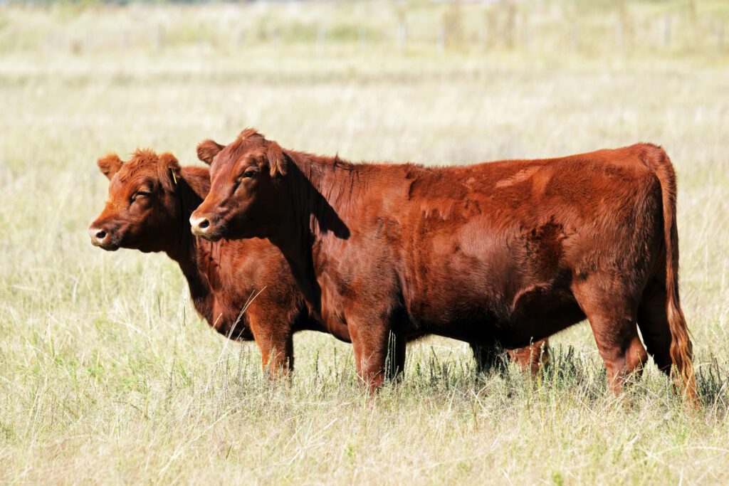 Top 10 Cattle Breeds for Maximizing Profitability - CattleMax