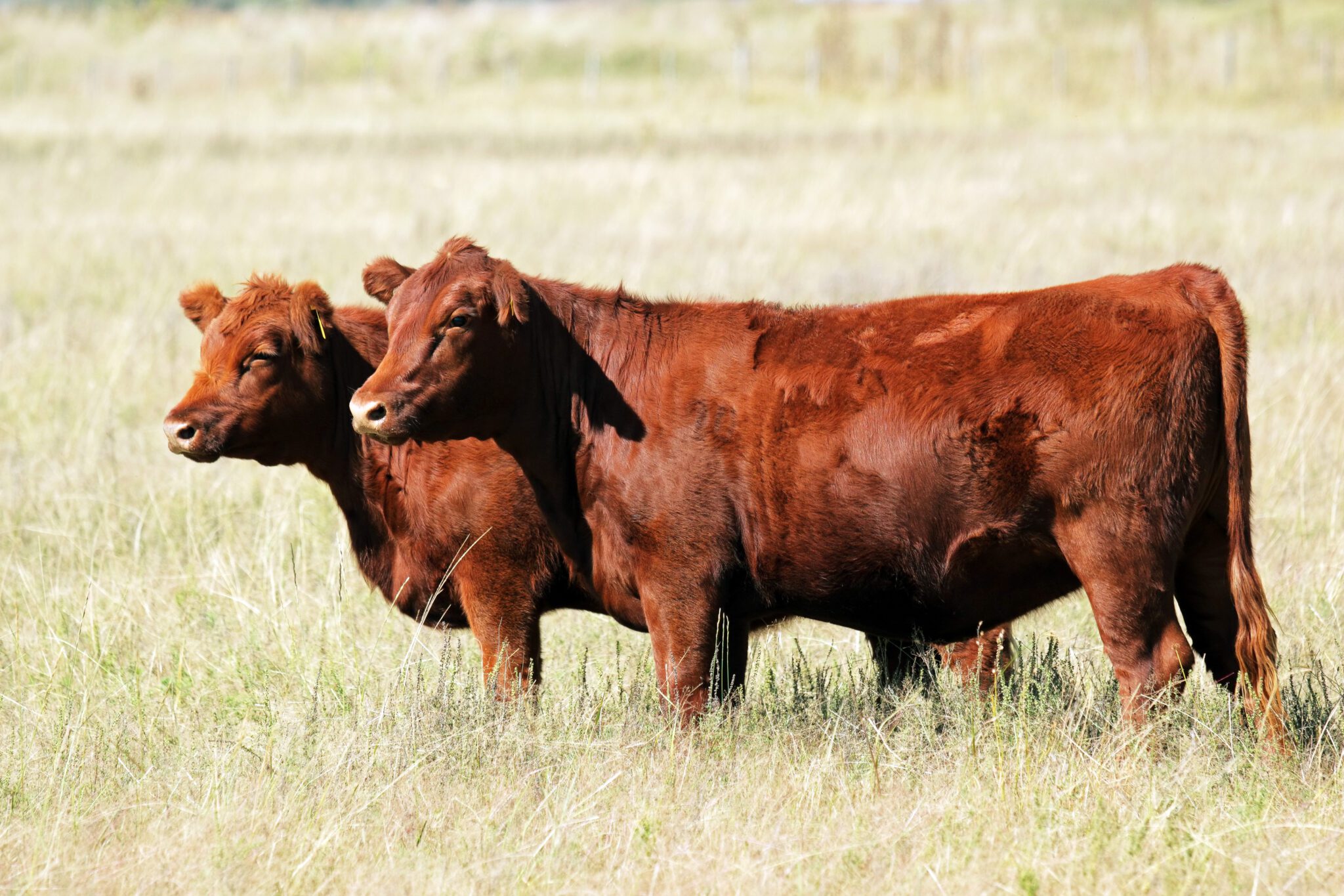 Top 10 Cattle Breeds for Maximizing Profitability - CattleMax