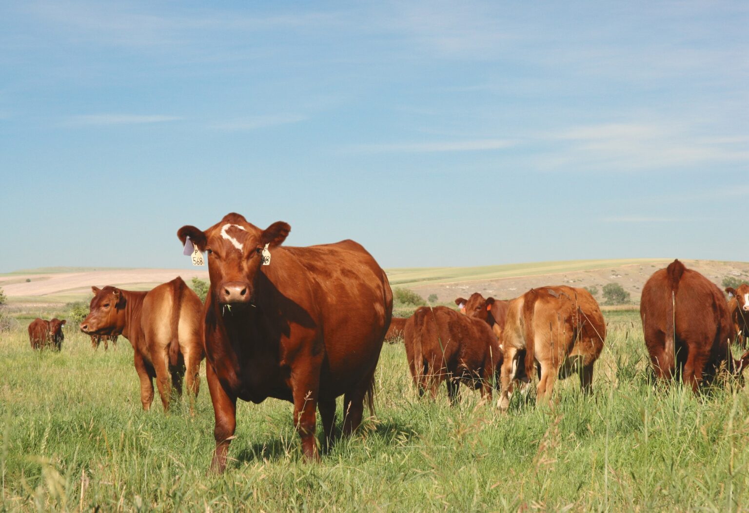 Top 10 Cattle Breeds for Maximizing Profitability - CattleMax