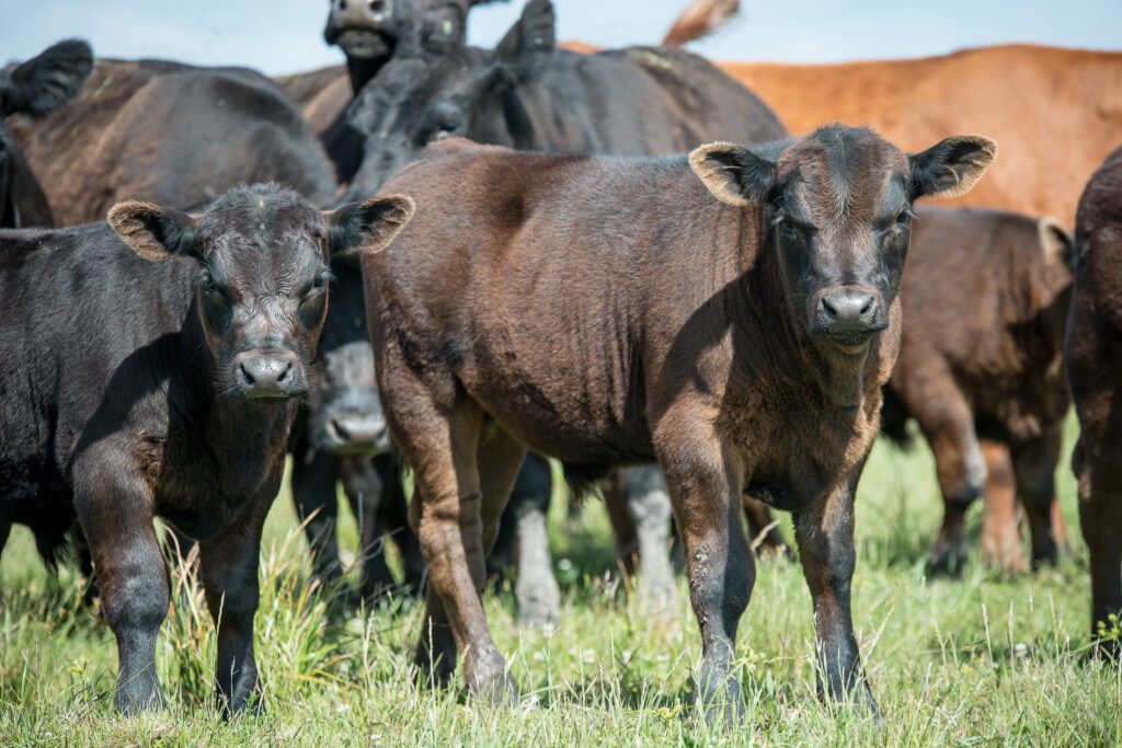 Breed Guide: Adaptability and Performance in Brangus Cattle - CattleMax