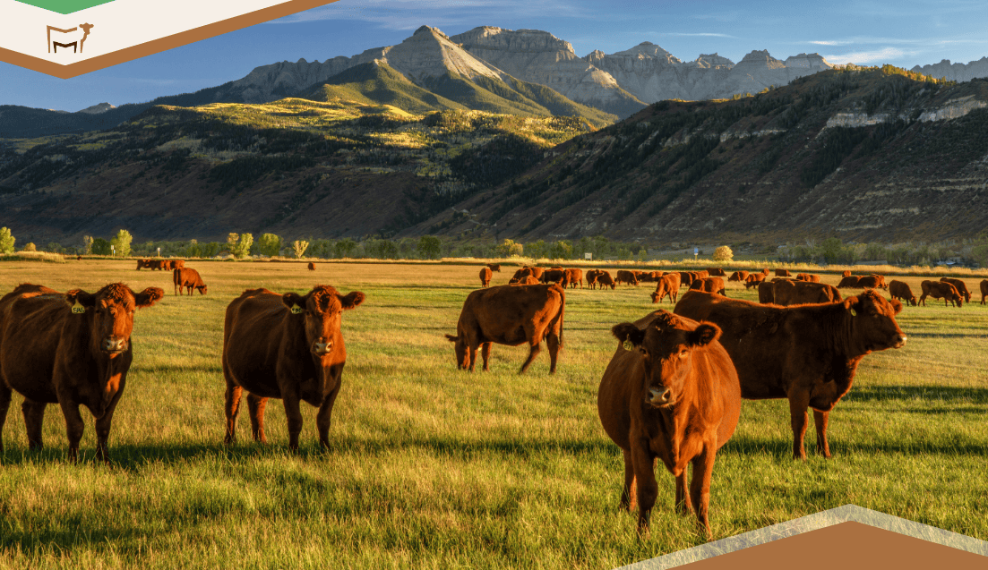 Transform Your Pastures with Rotational Grazing - CattleMax