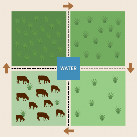 Transform Your Pastures with Rotational Grazing - CattleMax